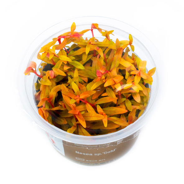 Rostliny in-vitro - SkloREX Akvaristika